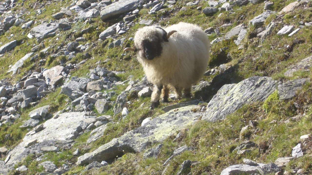 Bilder Wallis 2008
